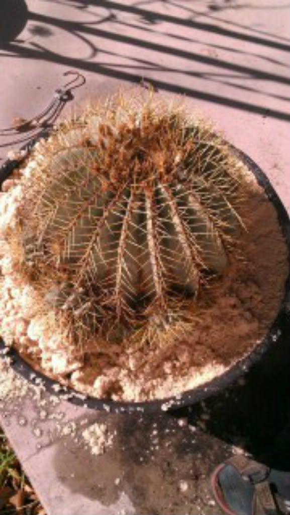 Damaged Roots - CactiGuide.com