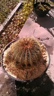 Damaged Roots - CactiGuide.com