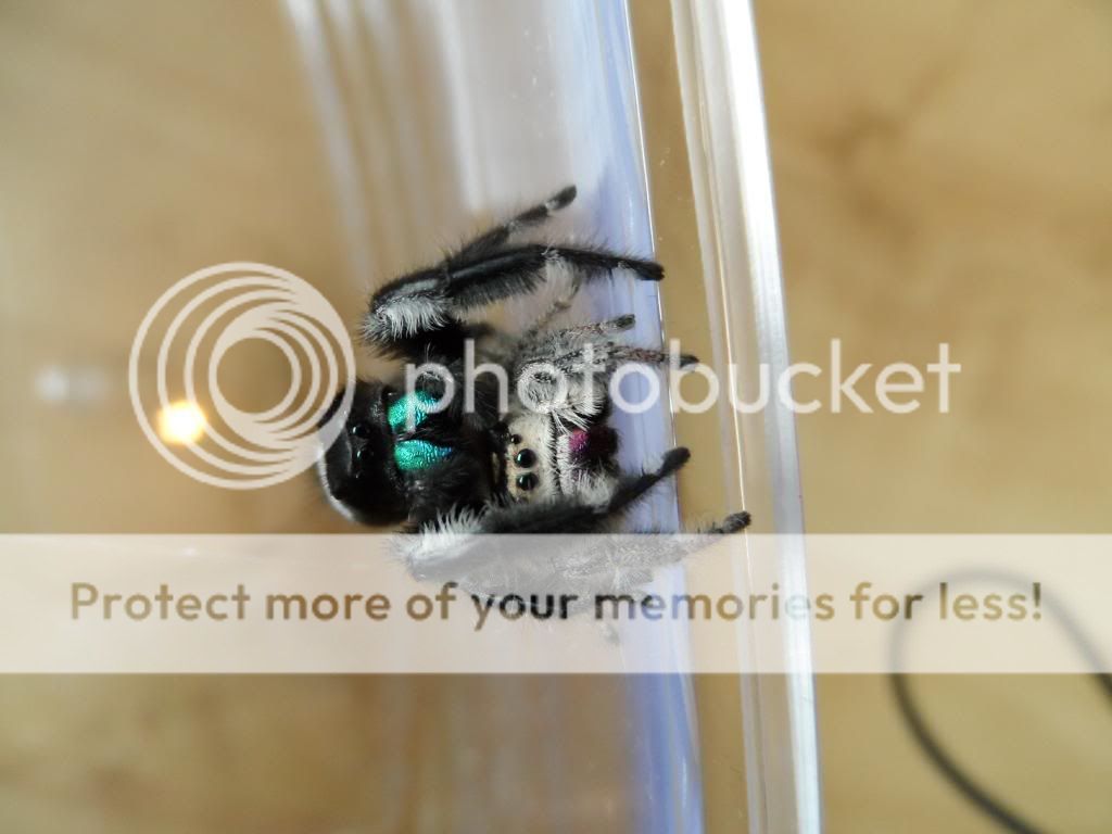 Paired my jumping spiders up again:) | Reptile Forums