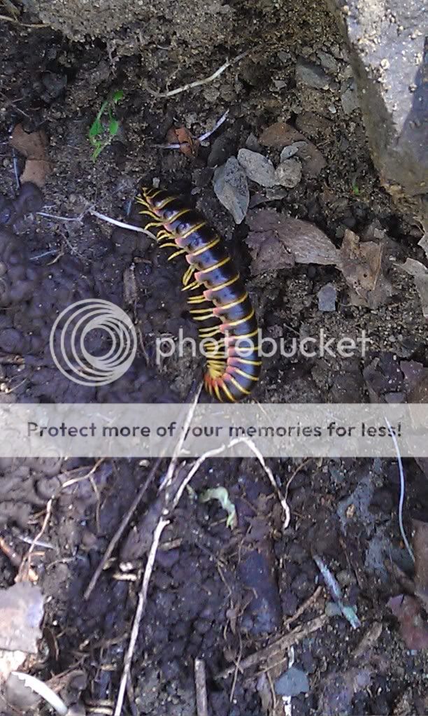 Some kind of centipede? - Field Herp Forum