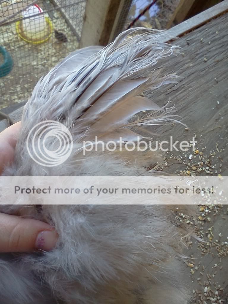 Splash silkies with split wing. will all her babies have this ...