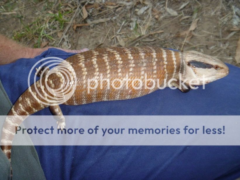 Show us your blue tongue lizards | Page 2 | Aussie Pythons & Snakes Forum